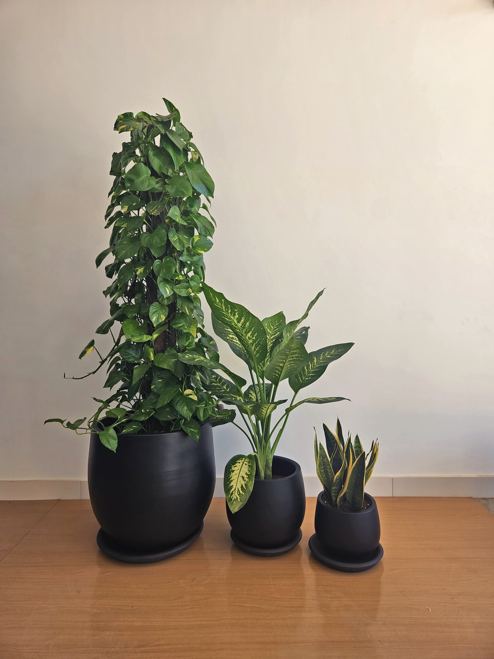 Large Low Light Plant Trios - Black Plastic Pots – Plantcultcairo