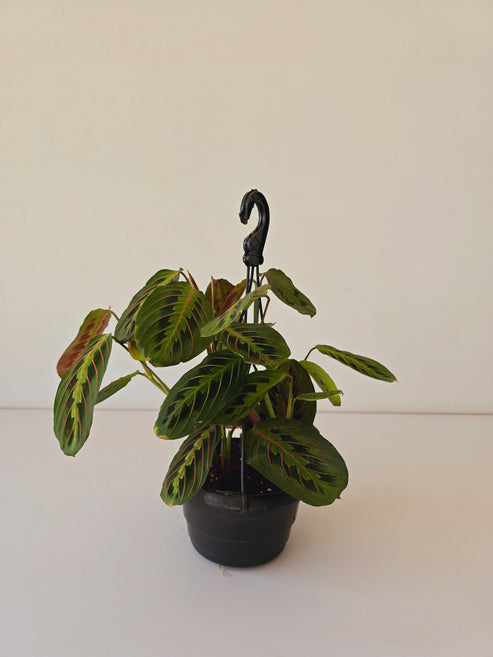 Maranta Hanging Prayer Plant – Indoor Plant | Plantcult Egypt ...