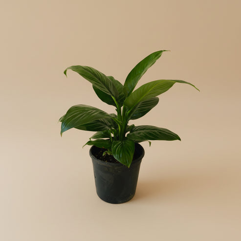 Spathiphyllum Sensation Peace Lily – Large Indoor Plant | Plantcult ...