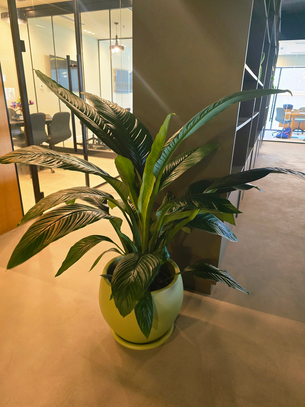 Spathiphyllum Sensation Peace Lily – Large Indoor Plant | Plantcult ...