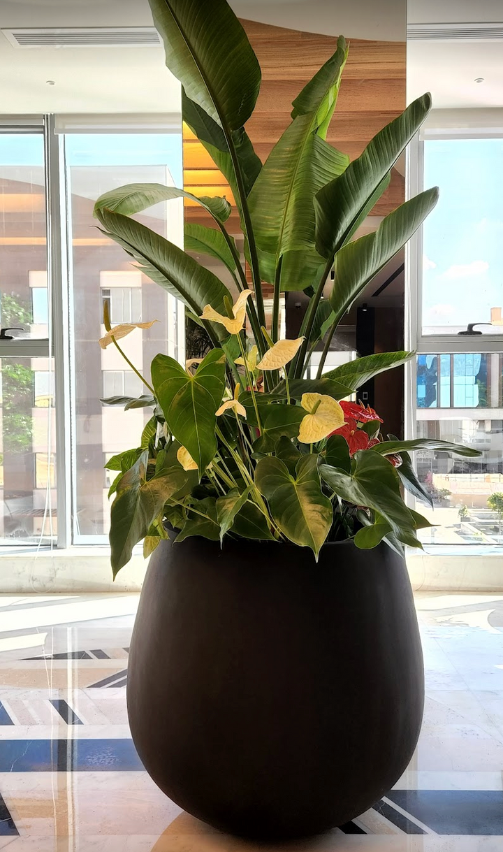 50cm Pots – Plantcultcairo