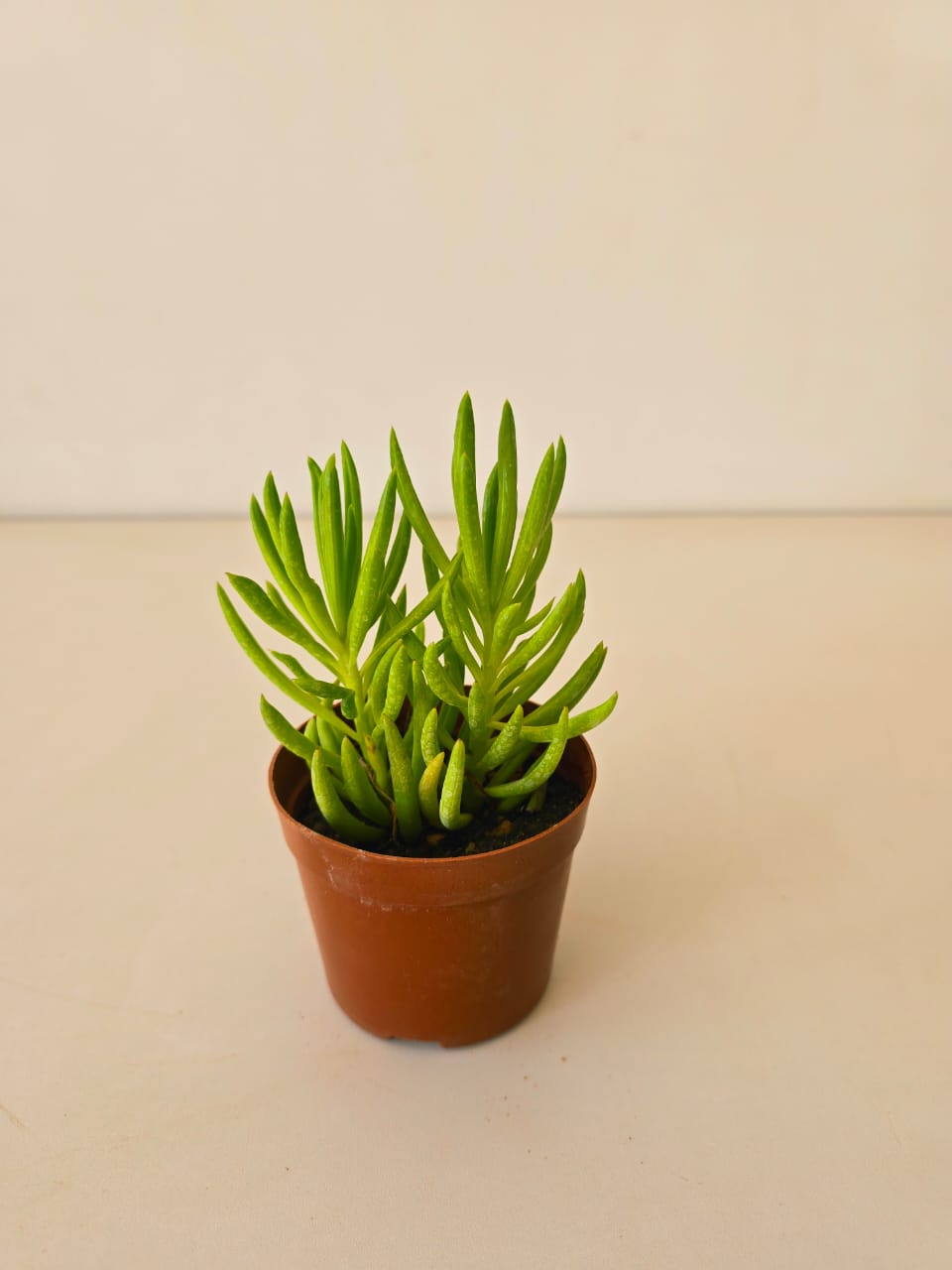 Senecio Barbertonicus Succulent – Mini 10cm Pot | Plantcult Egypt ...