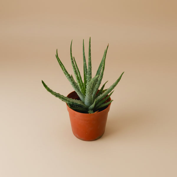 Aloe humilis – Plantcultcairo