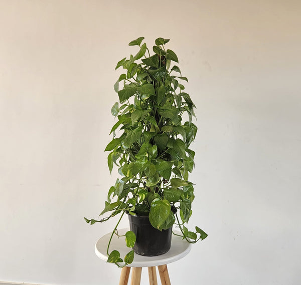Pothos on a stick – Plantcultcairo