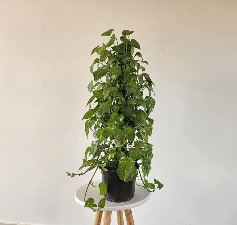 Pothos on a stick – Plantcultcairo
